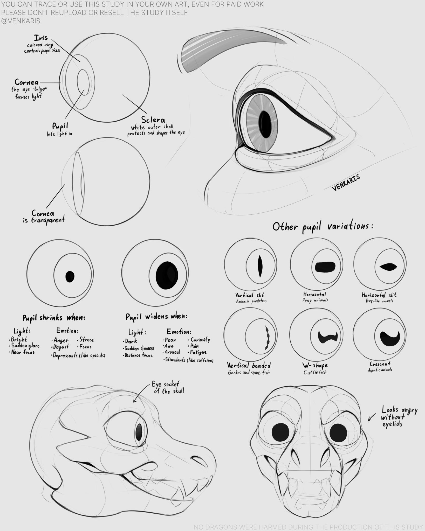 Eye Structure Study